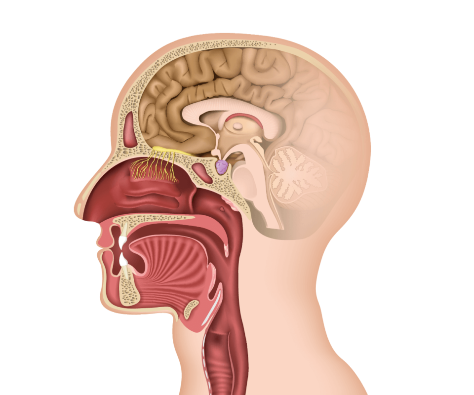Hypophysenadenome & Hypophysenkarzinome